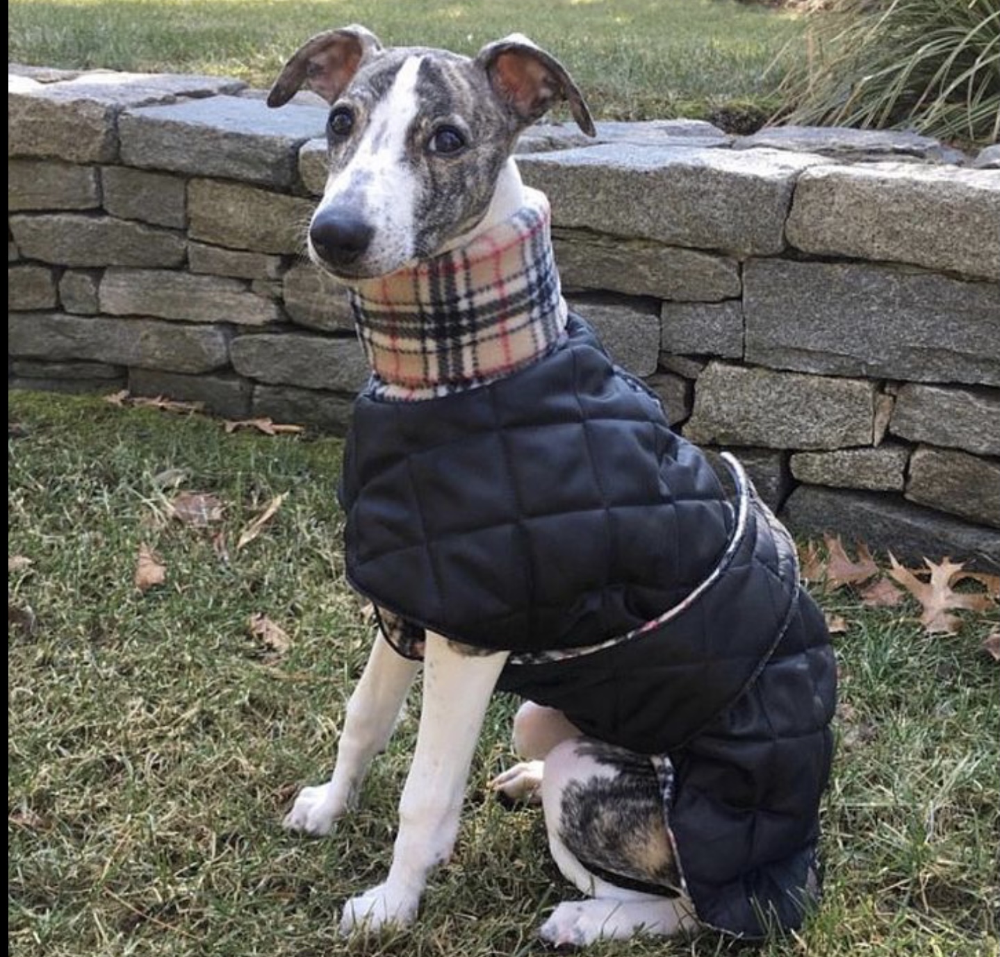 Whippet Coats, Pyjamas & Waterproofs | Handmade in Scotland